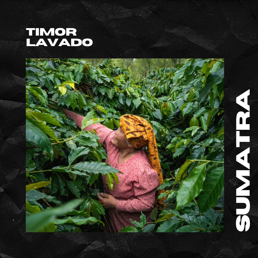 Sumatra Café – The Lab Coffee Roasters